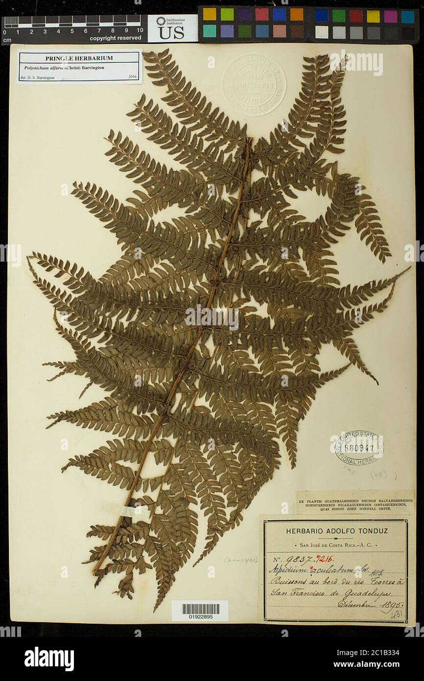 Aspidium hi-res stock photography and images - Alamy
