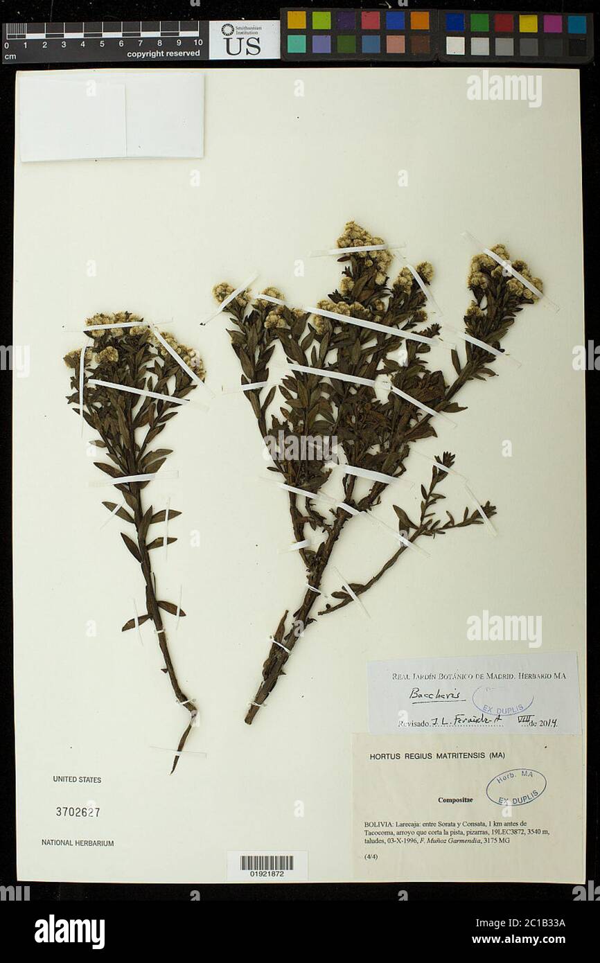 Baccharis baccharis sp hi-res stock photography and images - Alamy