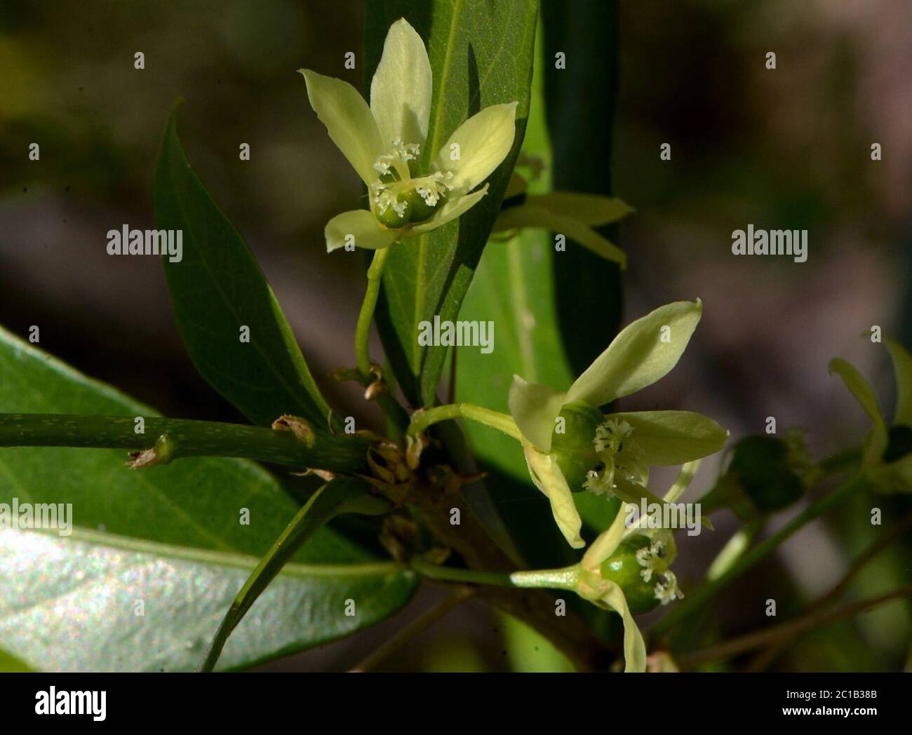 Philyra hi-res stock photography and images - Alamy