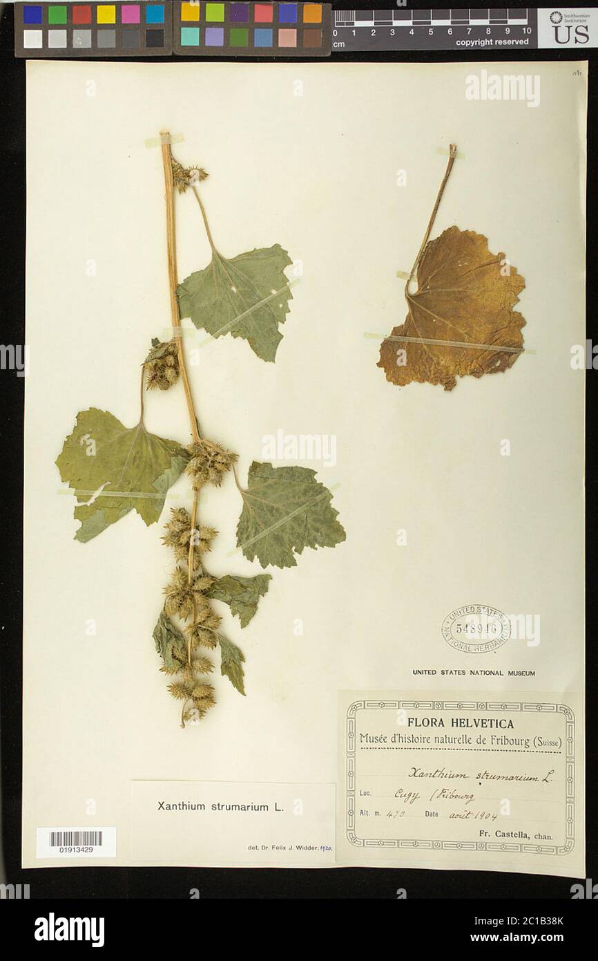 Strumarium hi-res stock photography and images - Alamy