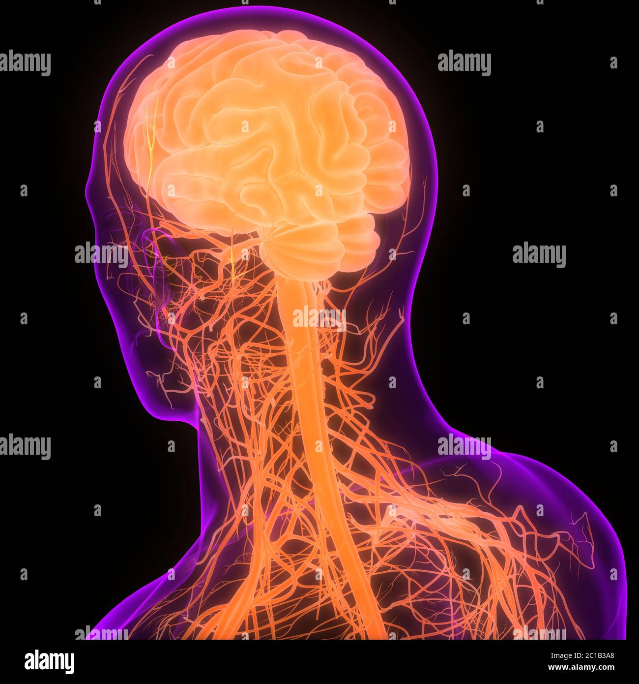 Central Organ of Human Nervous System Brain Anatomy Stock Photo - Alamy