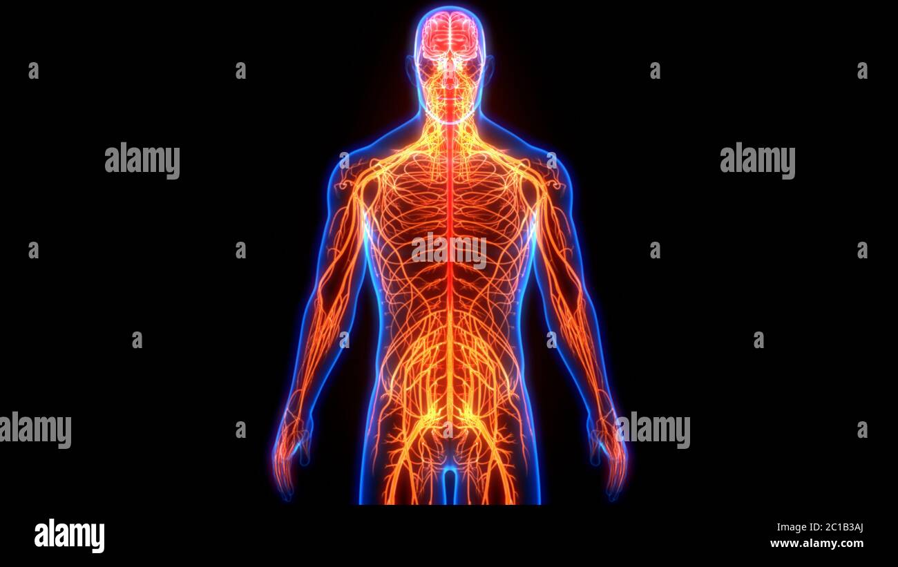 Cool Nervous System Images