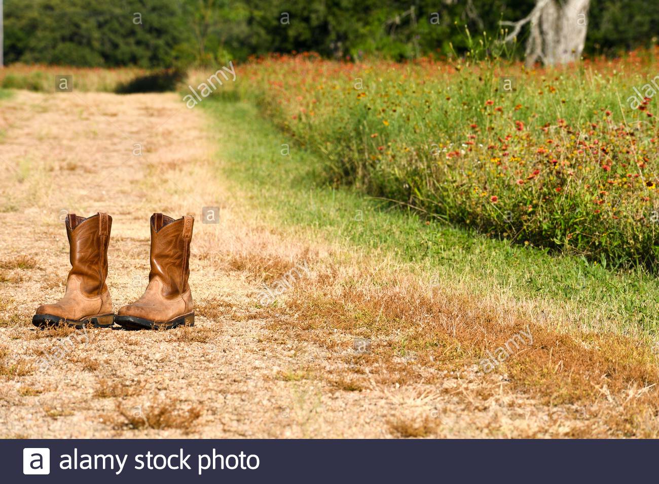 Texas Scene High Resolution Stock Photography and Images - Alamy