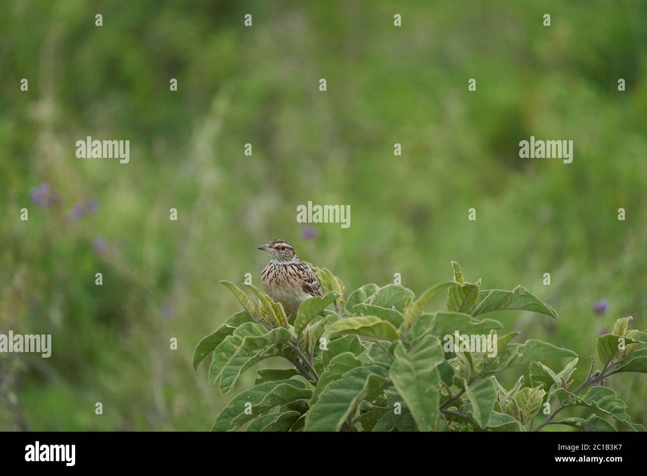 Larks passerine bird Alaudidae Tanzania Portrait Clear Stock Photo - Alamy
