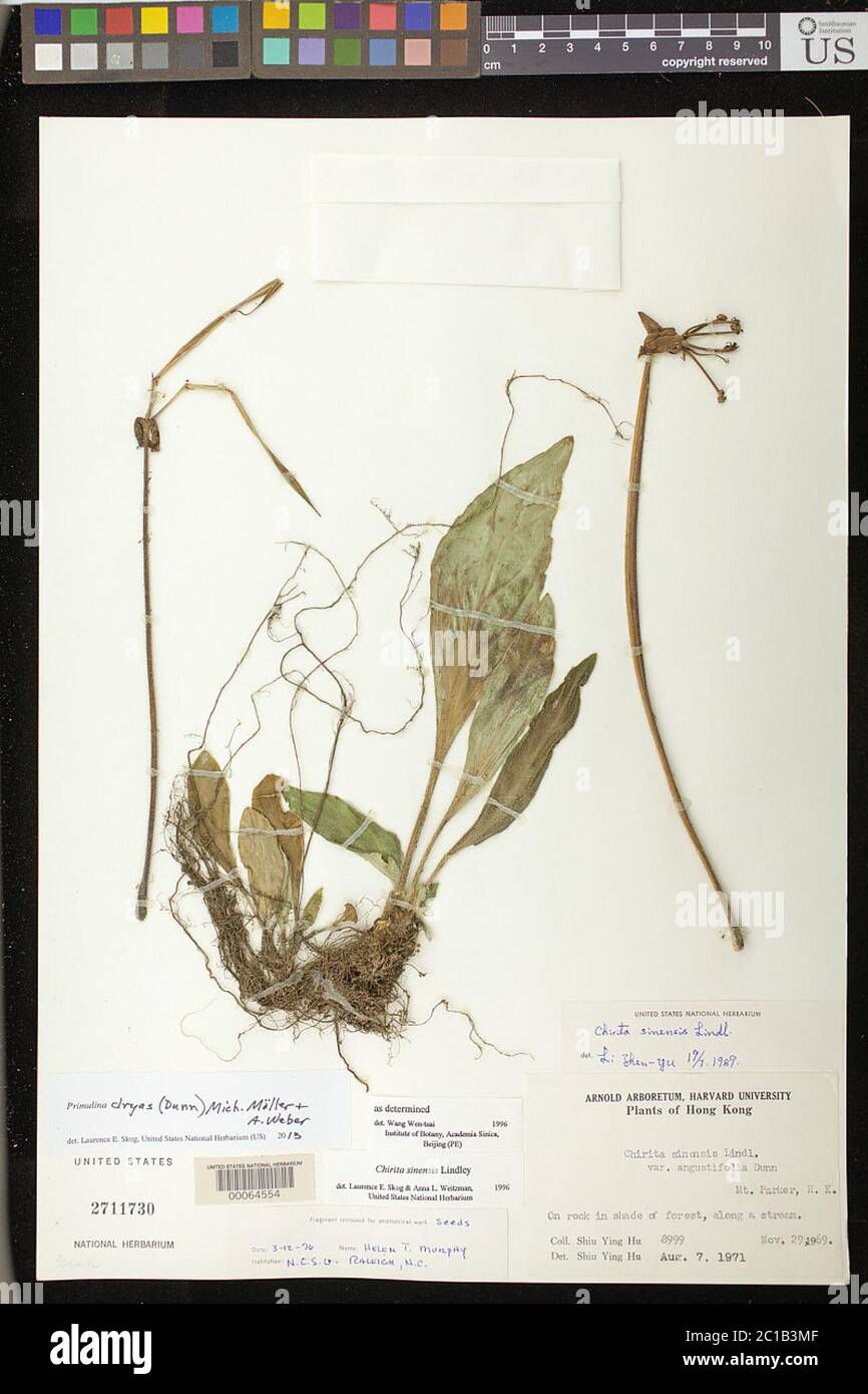 Primulina dryas hi-res stock photography and images - Alamy