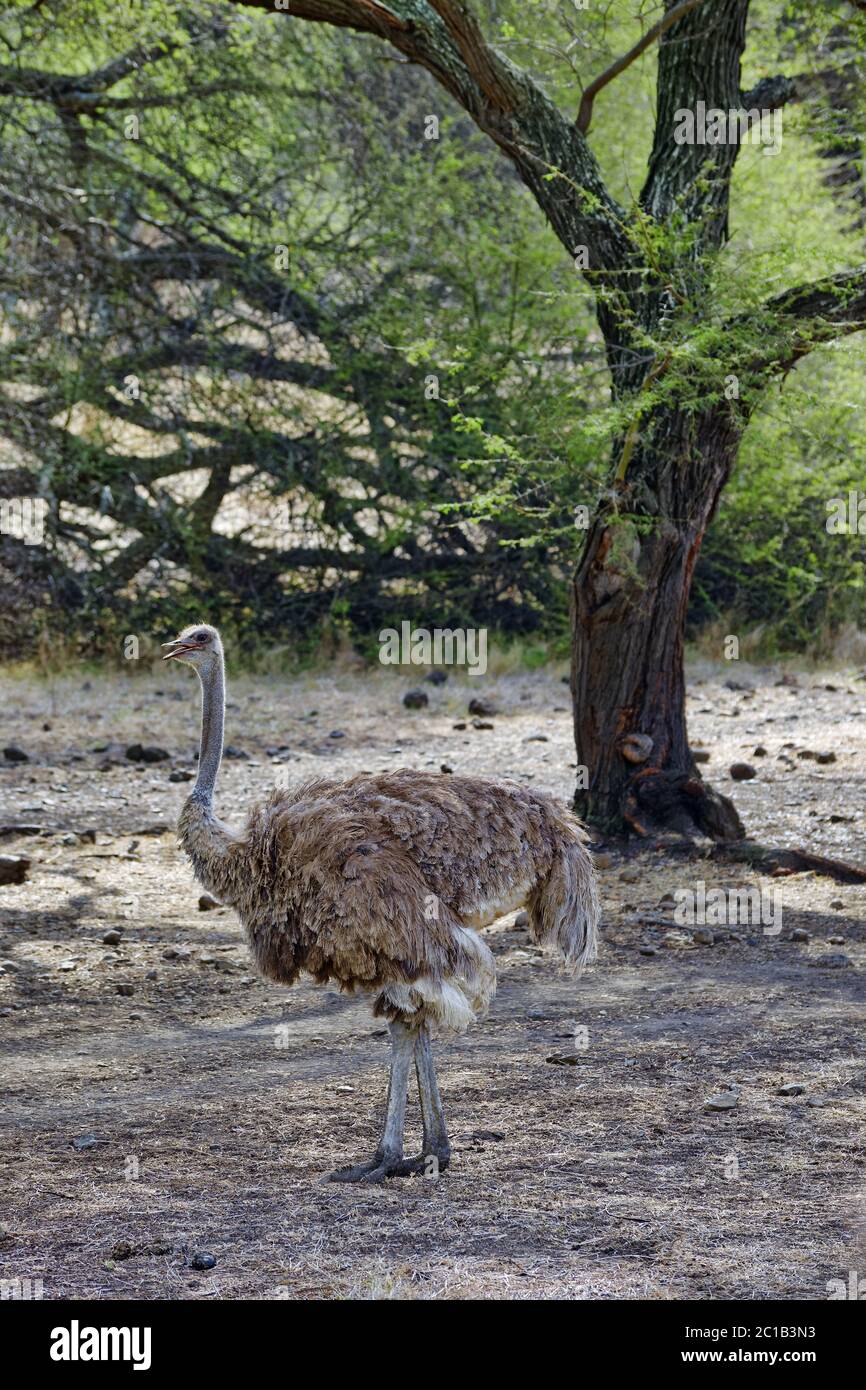 Ostrich - Struthio camelus Stock Photo - Alamy