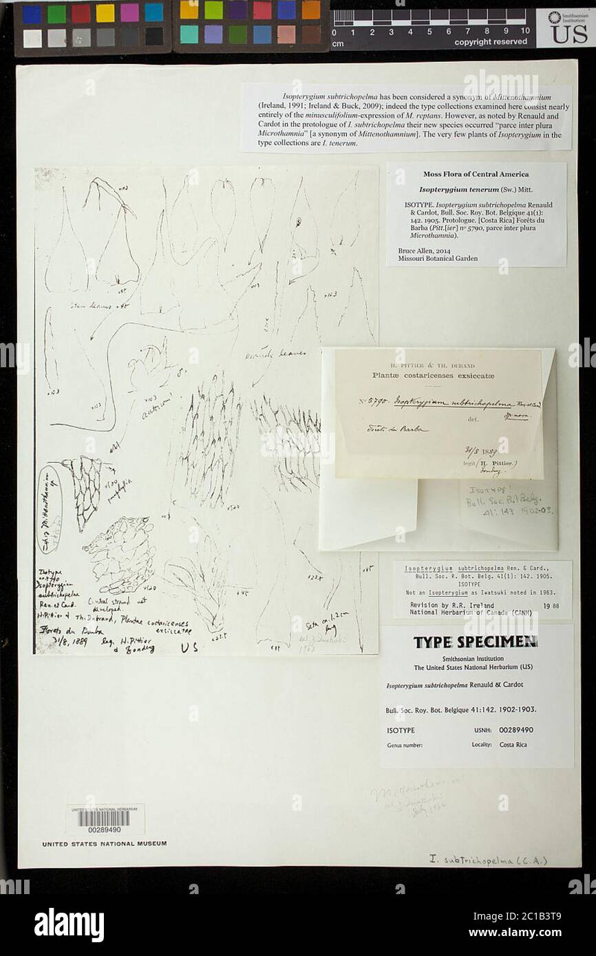 Isopterygium subtrichopelma Renauld Cardot Isopterygium subtrichopelma ...