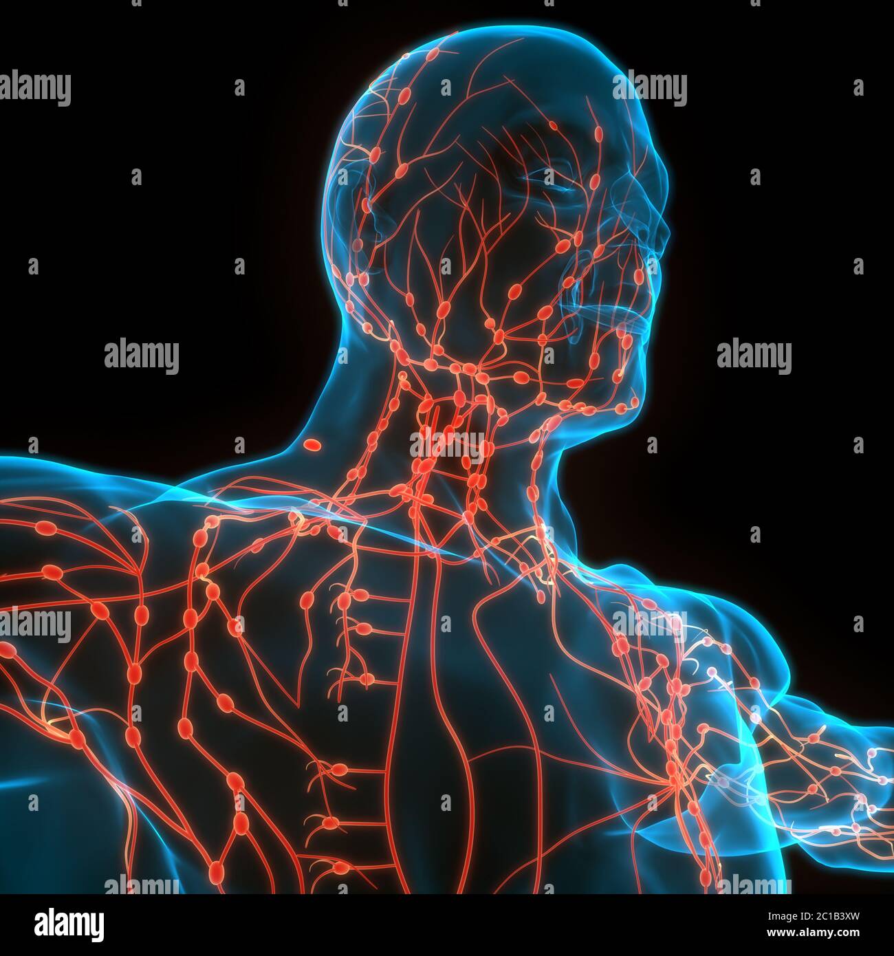 Human Internal system Lymph Nodes Anatomy Stock Photo - Alamy