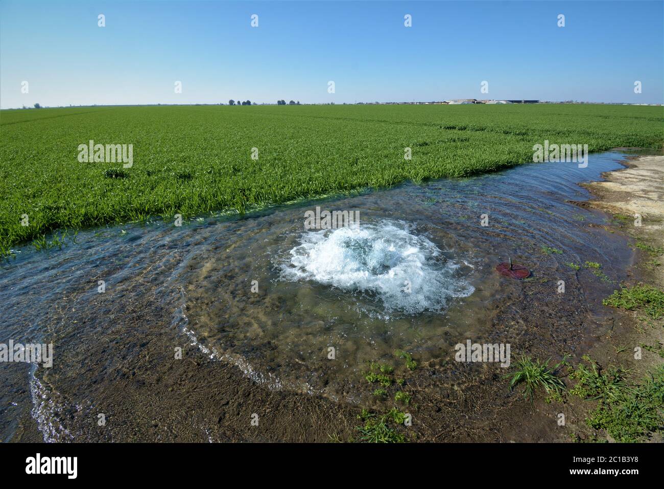 Cattle drinking water drought hi-res stock photography and images - Alamy