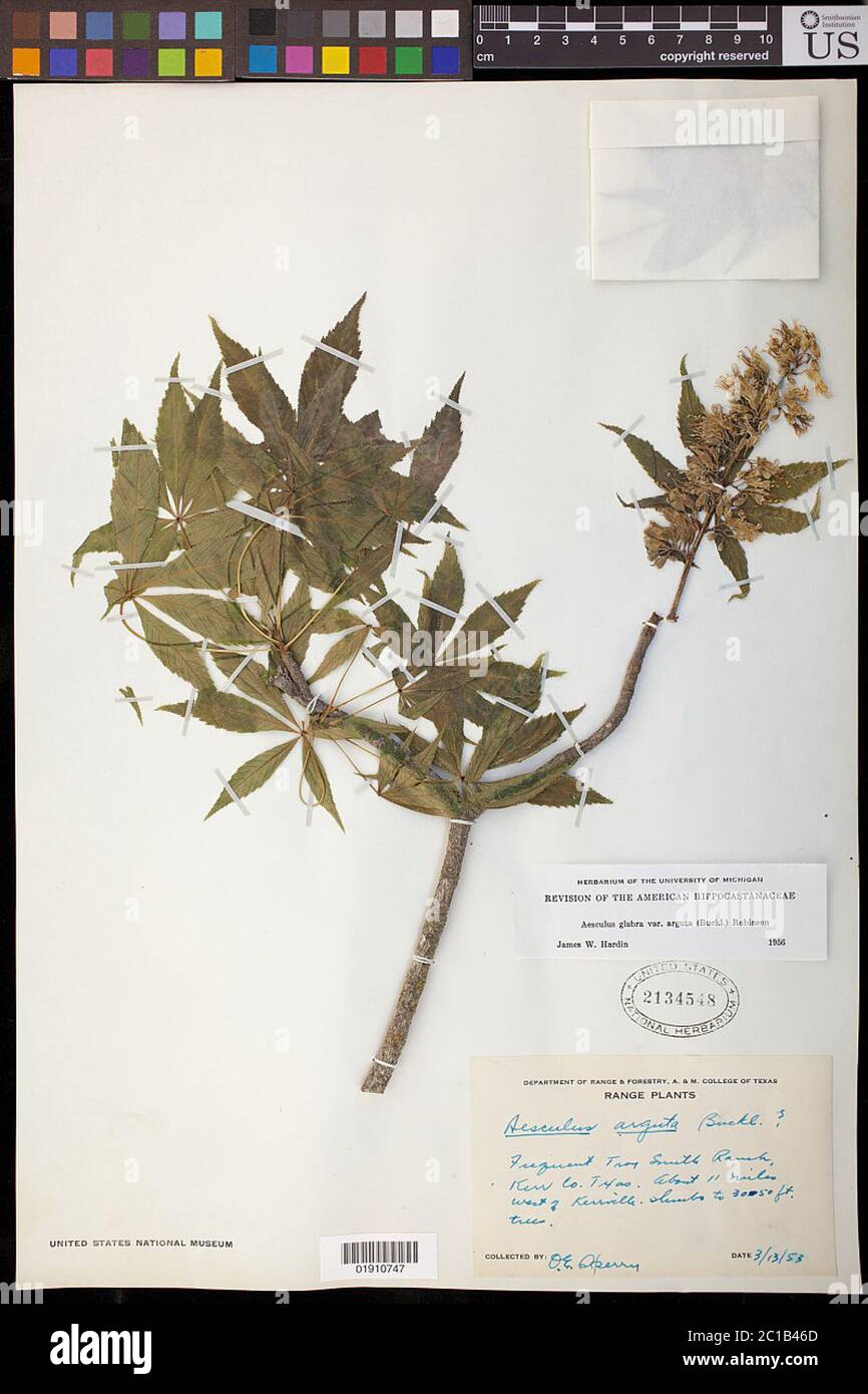 Anguta hi-res stock photography and images - Alamy