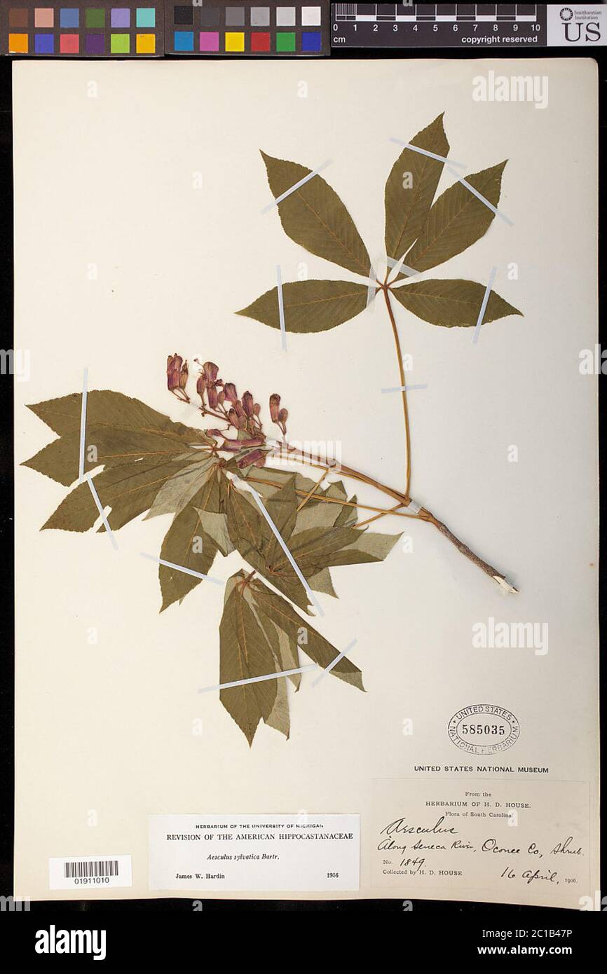 Aesculus sylvatica hi-res stock photography and images - Alamy