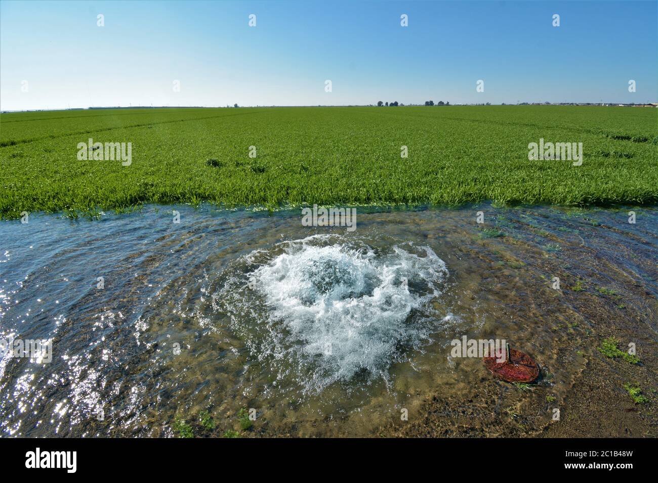 Cattle drinking water drought hi-res stock photography and images - Alamy