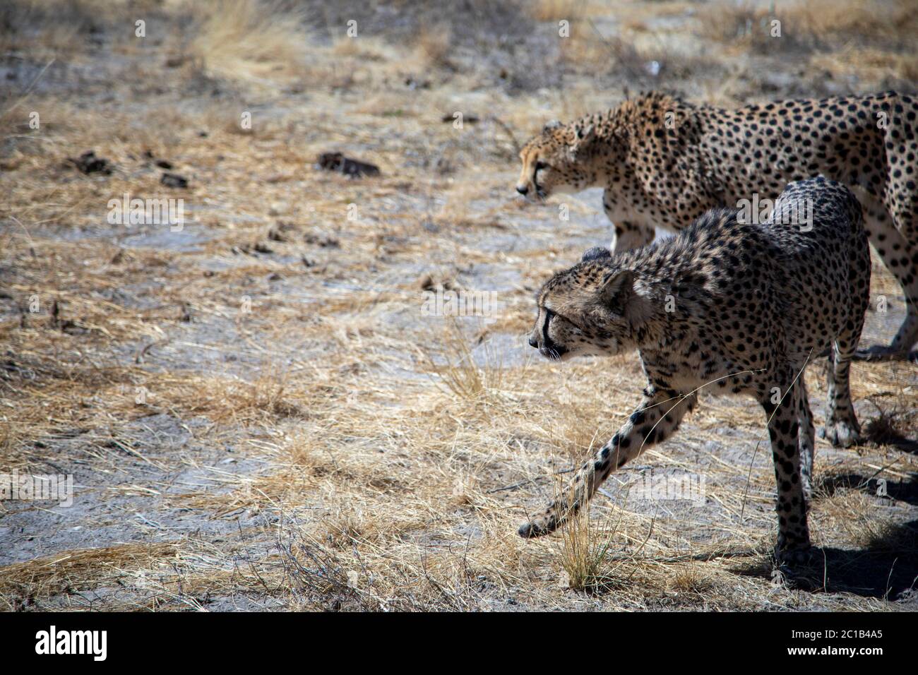 Dry landscape with two 2 cheeta's on the hunt for prey. Cheeta's ...