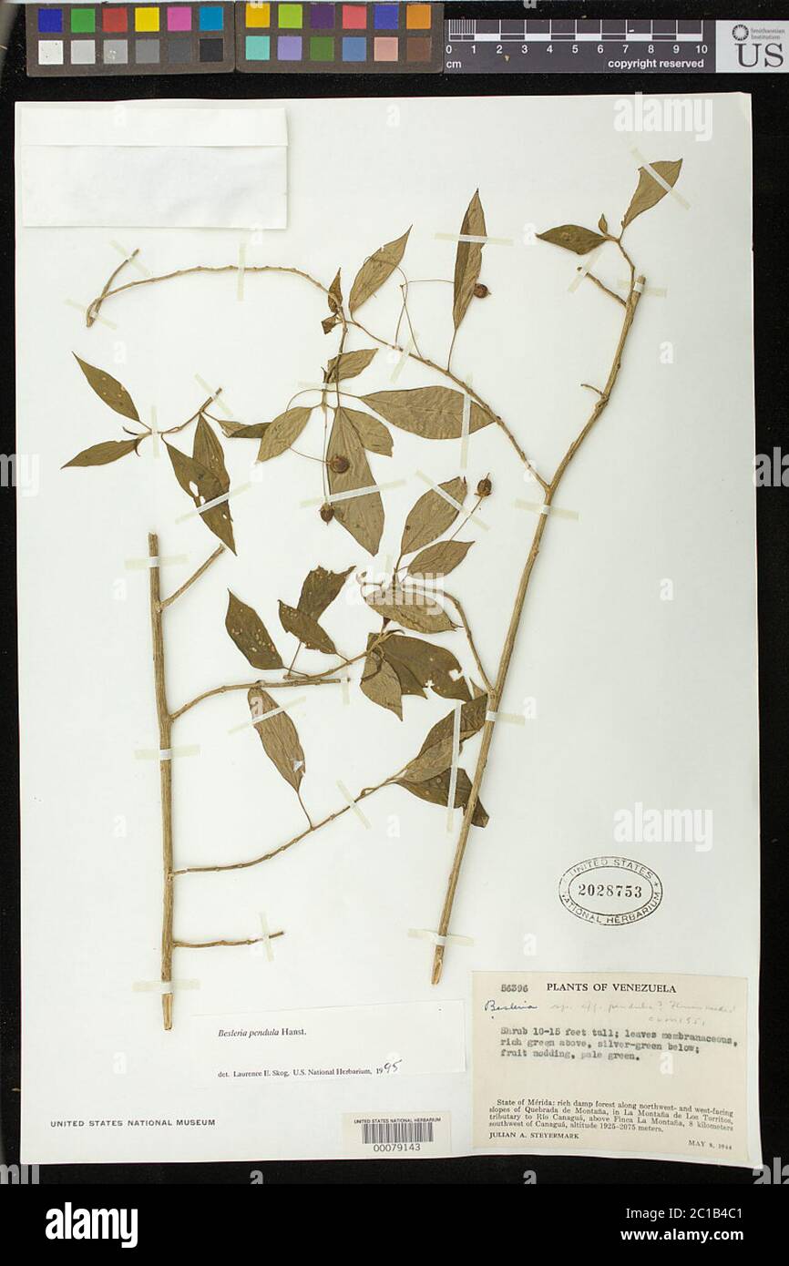 Besleria pendula hi-res stock photography and images - Alamy