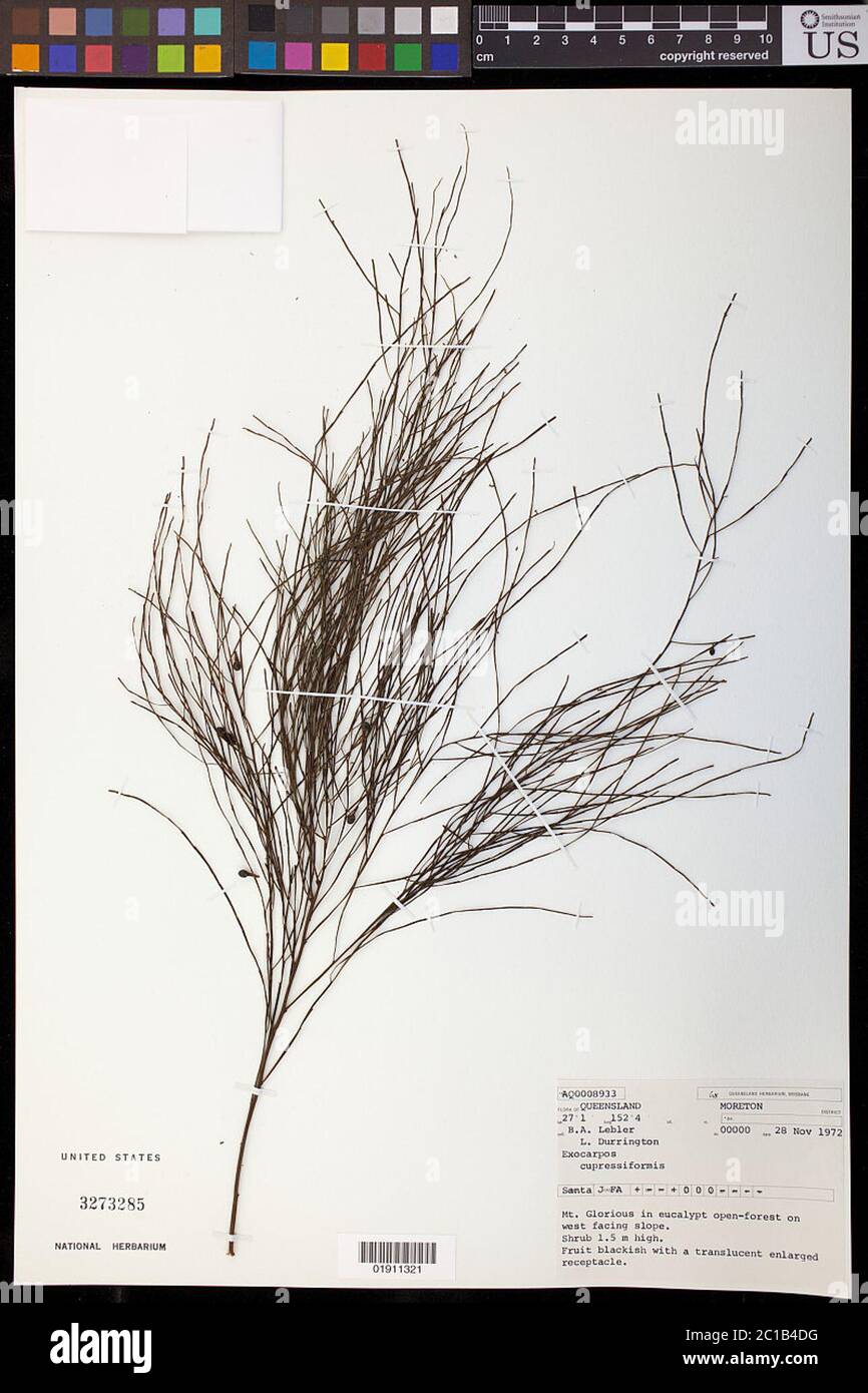 Exocarpus hi-res stock photography and images - Alamy