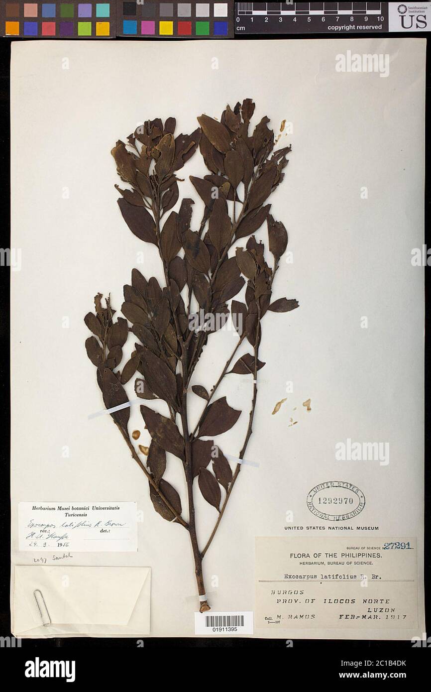 Exocarpus latifolius Aiton Exocarpus latifolius Aiton Stock Photo - Alamy