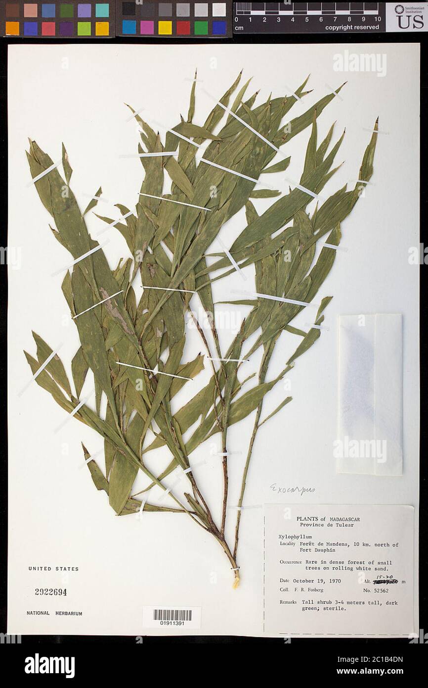 Exocarpus hi-res stock photography and images - Alamy