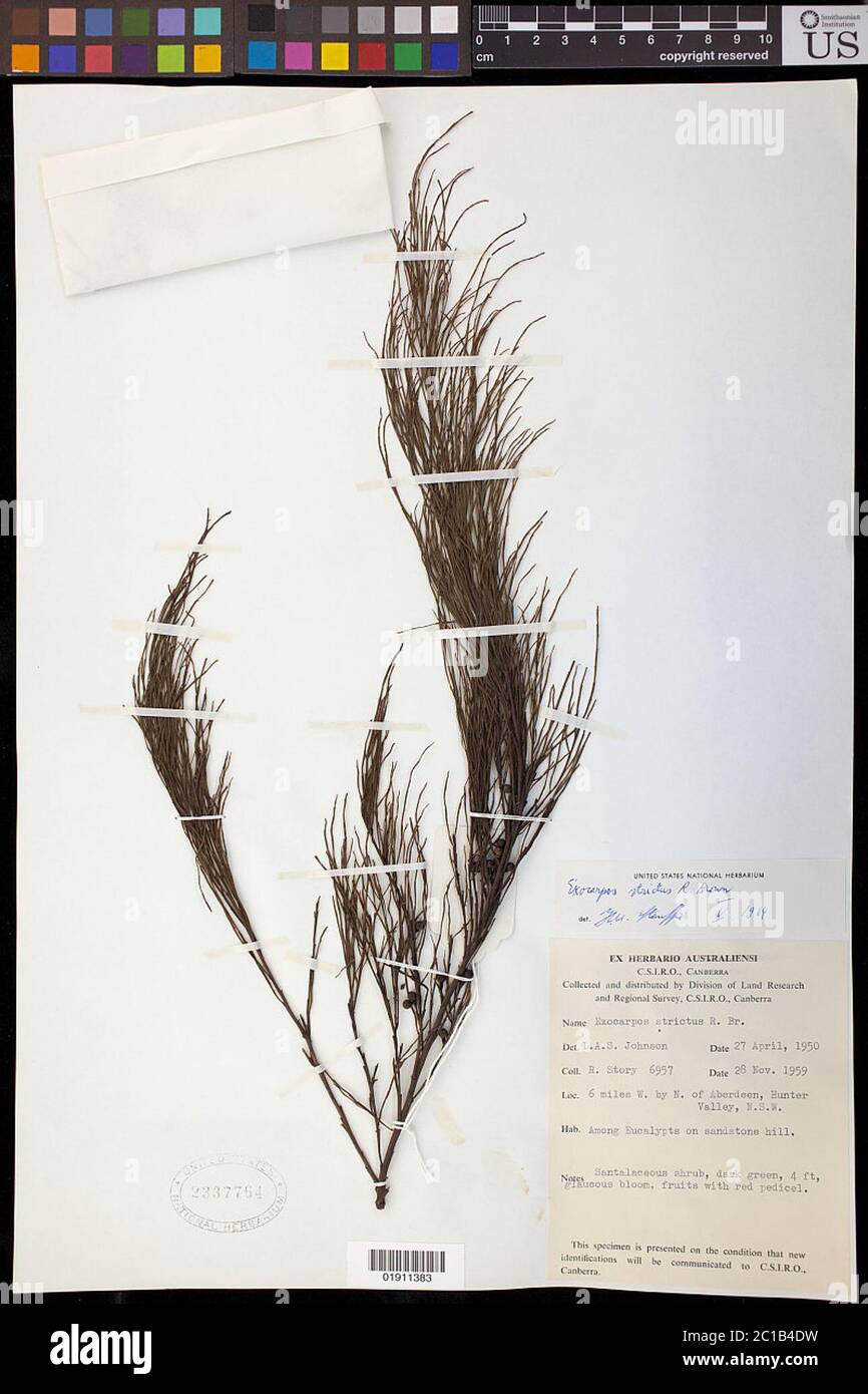 Exocarpus hi-res stock photography and images - Alamy