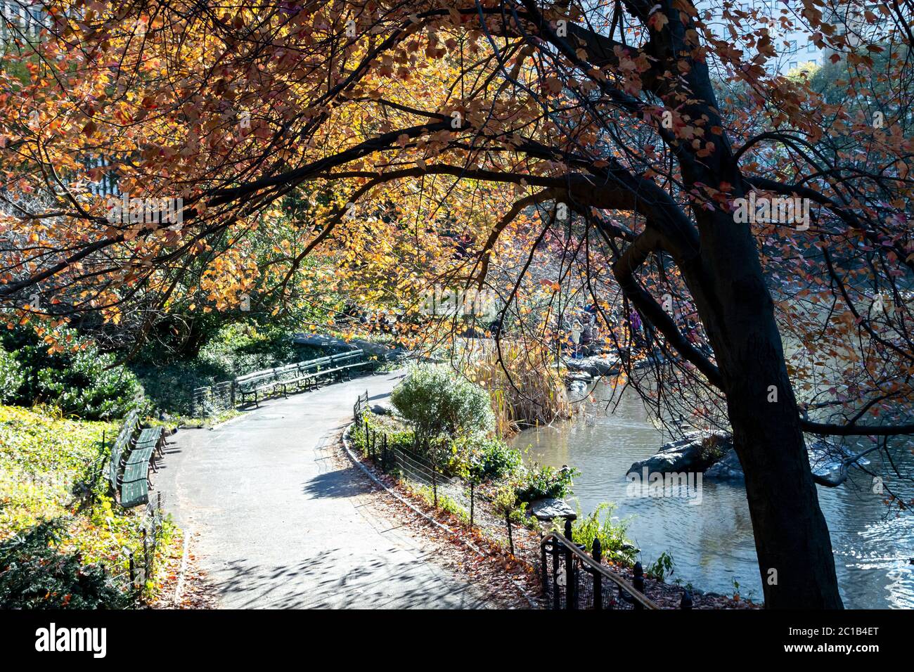 Central Park fall landscape scene with an empty trail under colorful ...