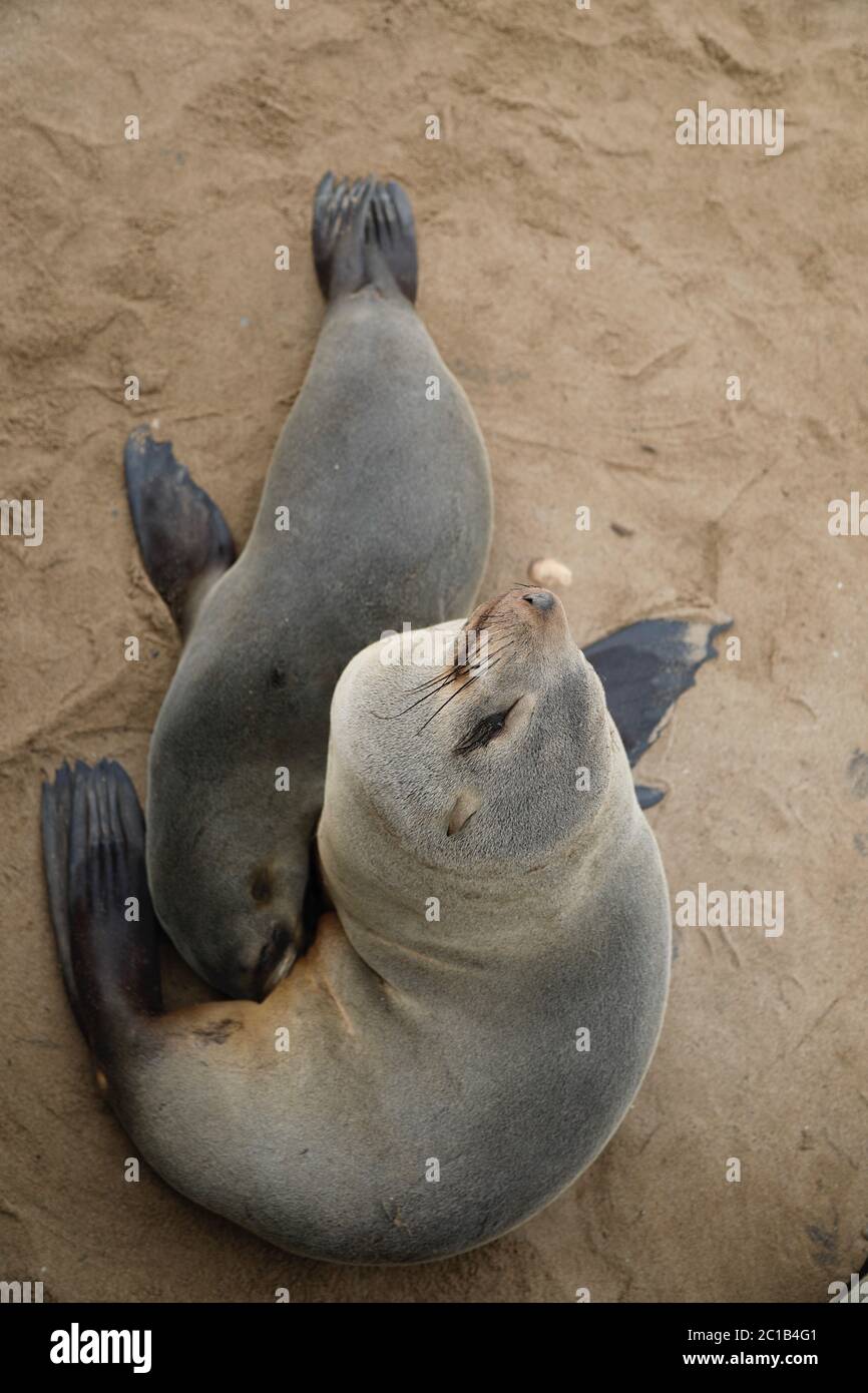 Dead animals drought hi-res stock photography and images - Alamy