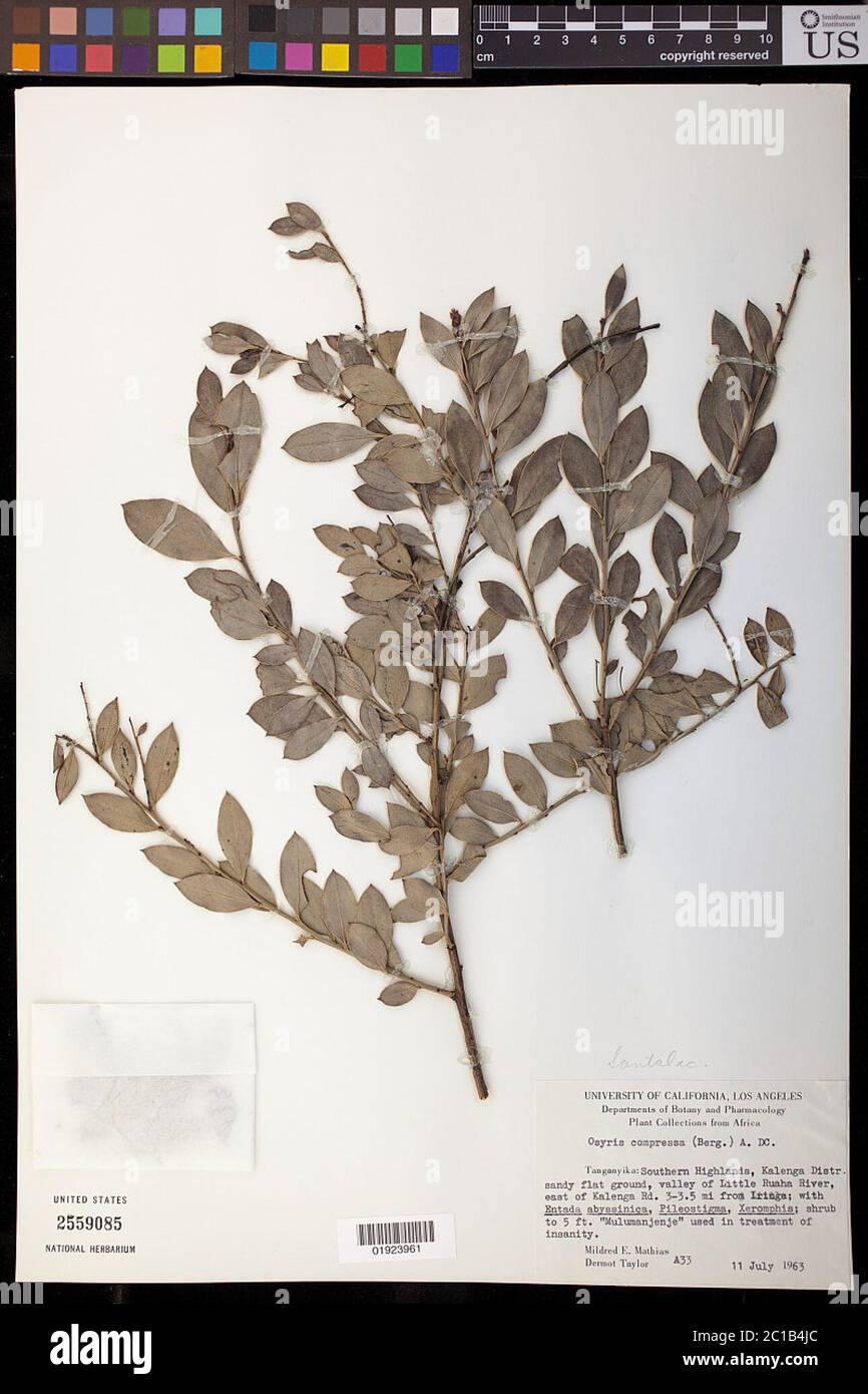 Colpoon compressum PJ Bergius Colpoon compressum PJ Bergius Stock Photo ...