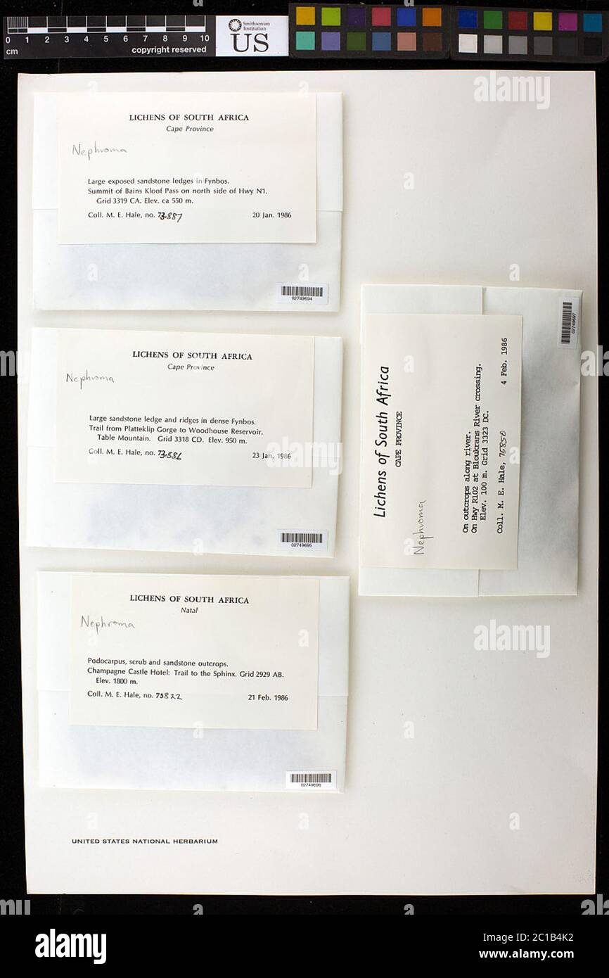 Nephromataceae hi-res stock photography and images - Alamy