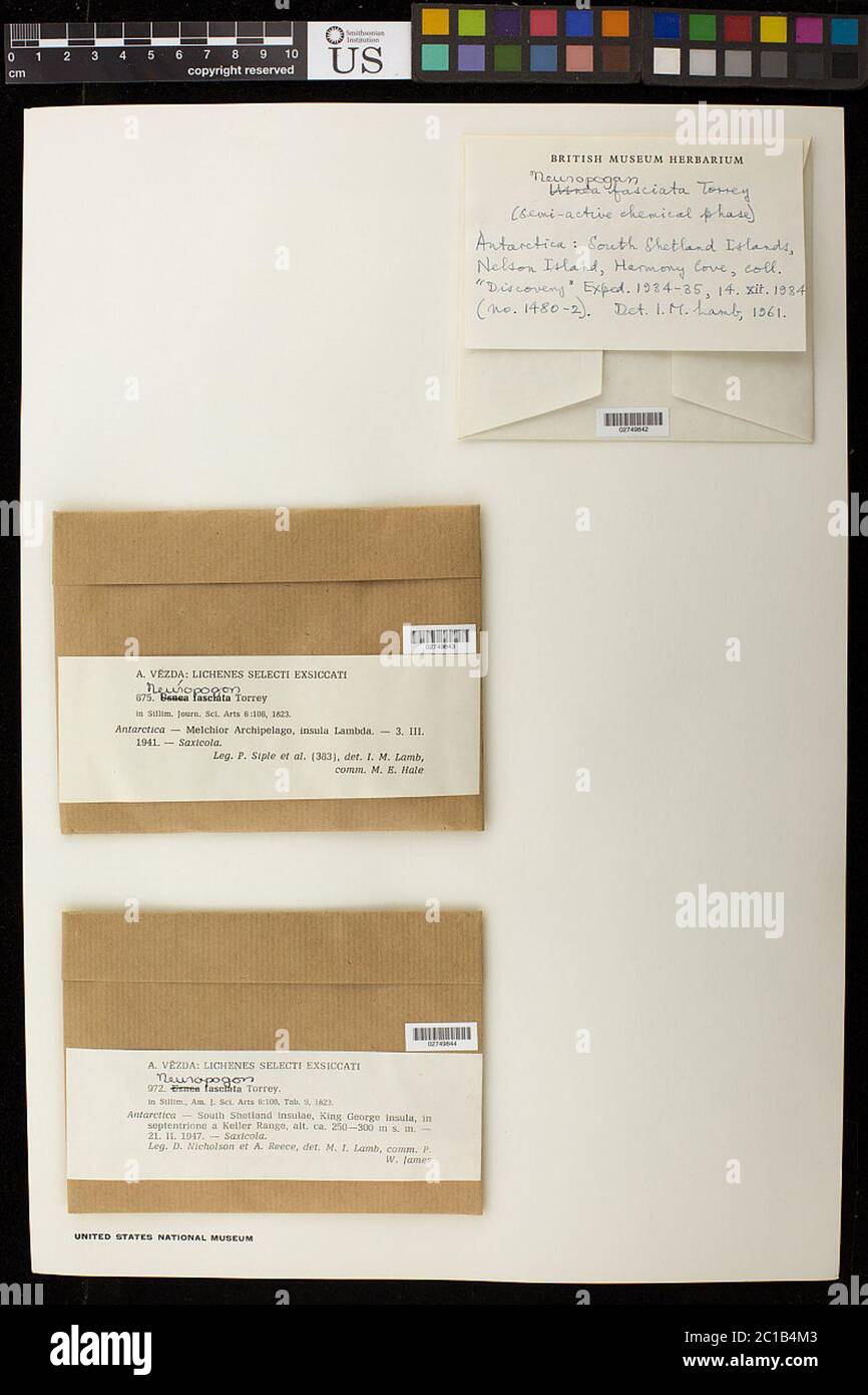 Neuropogon hi-res stock photography and images - Alamy