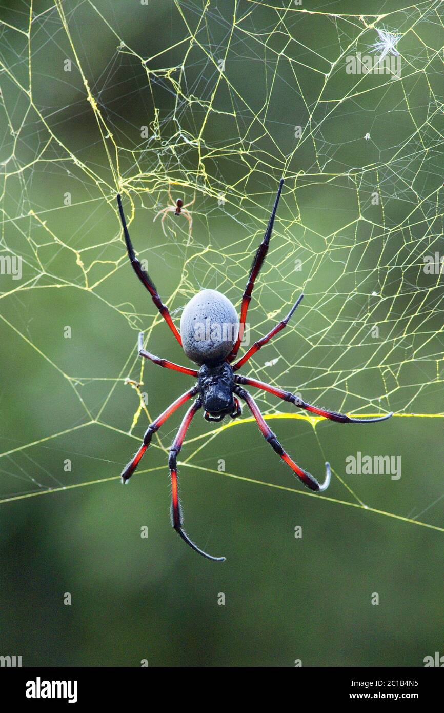 Red-legged golden orb-web spider - Nephila inaurata Stock Photo - Alamy