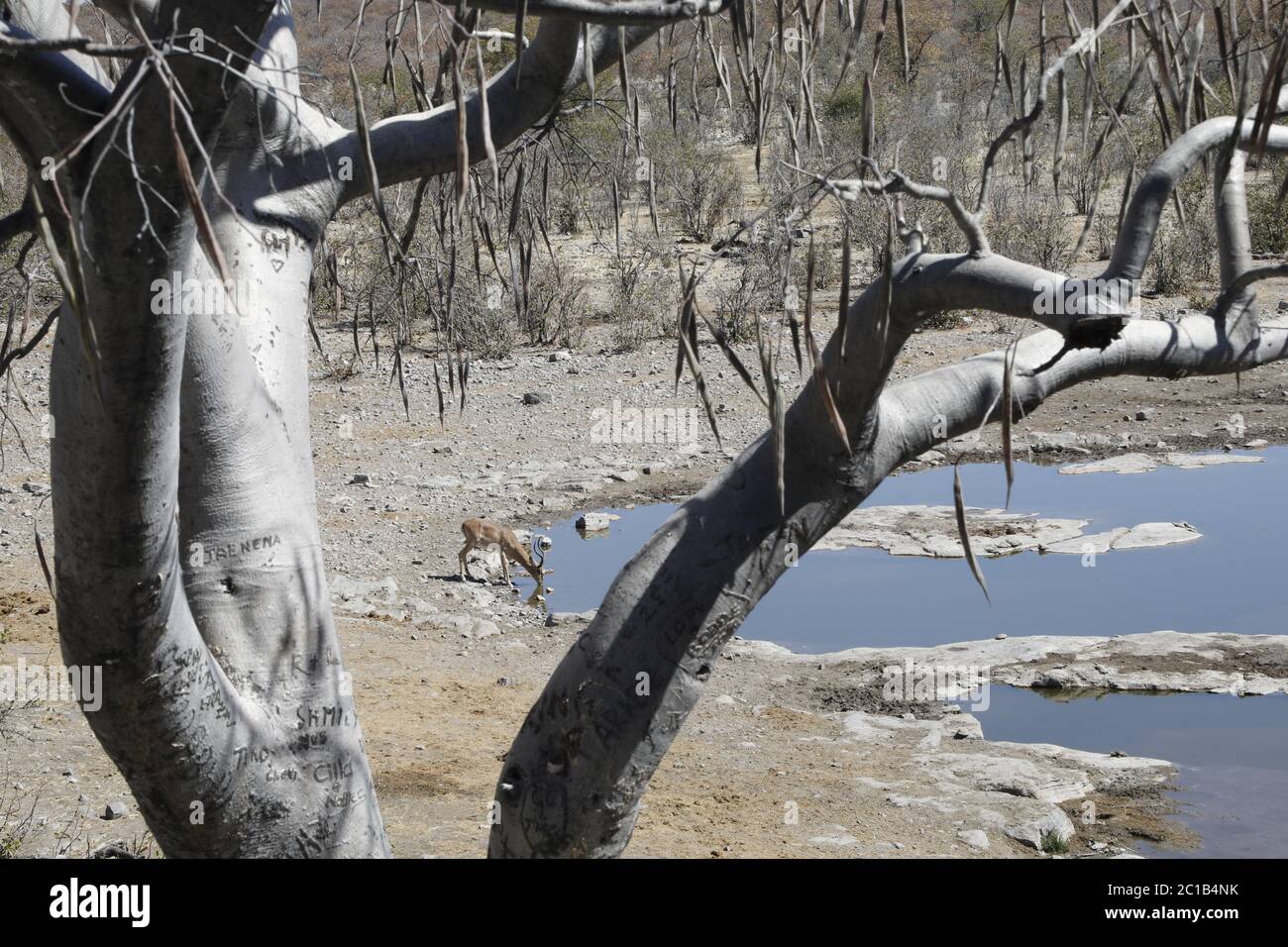 Dry landscape with animals grazing, The dead Vlei, Namibia Stock Photo ...