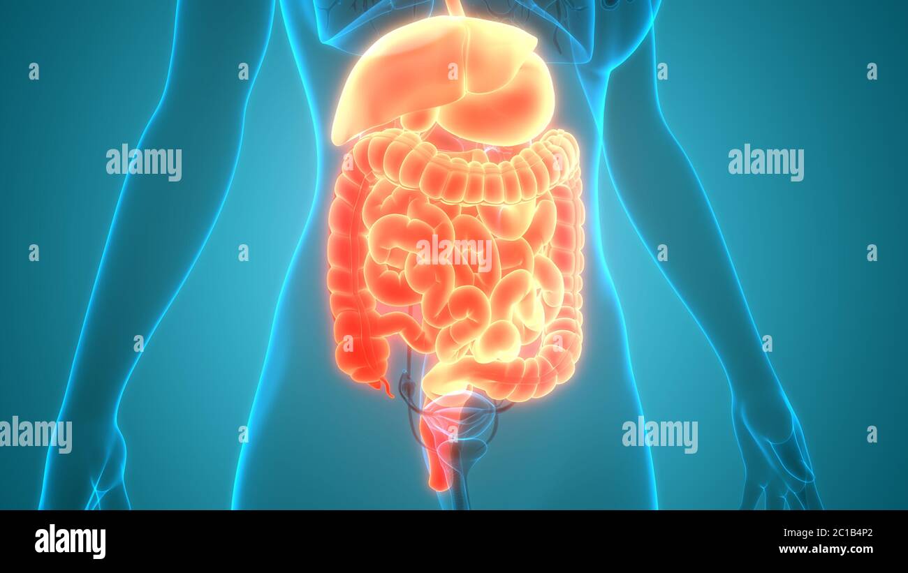 Human Digestive System Anatomy Stock Photo - Alamy