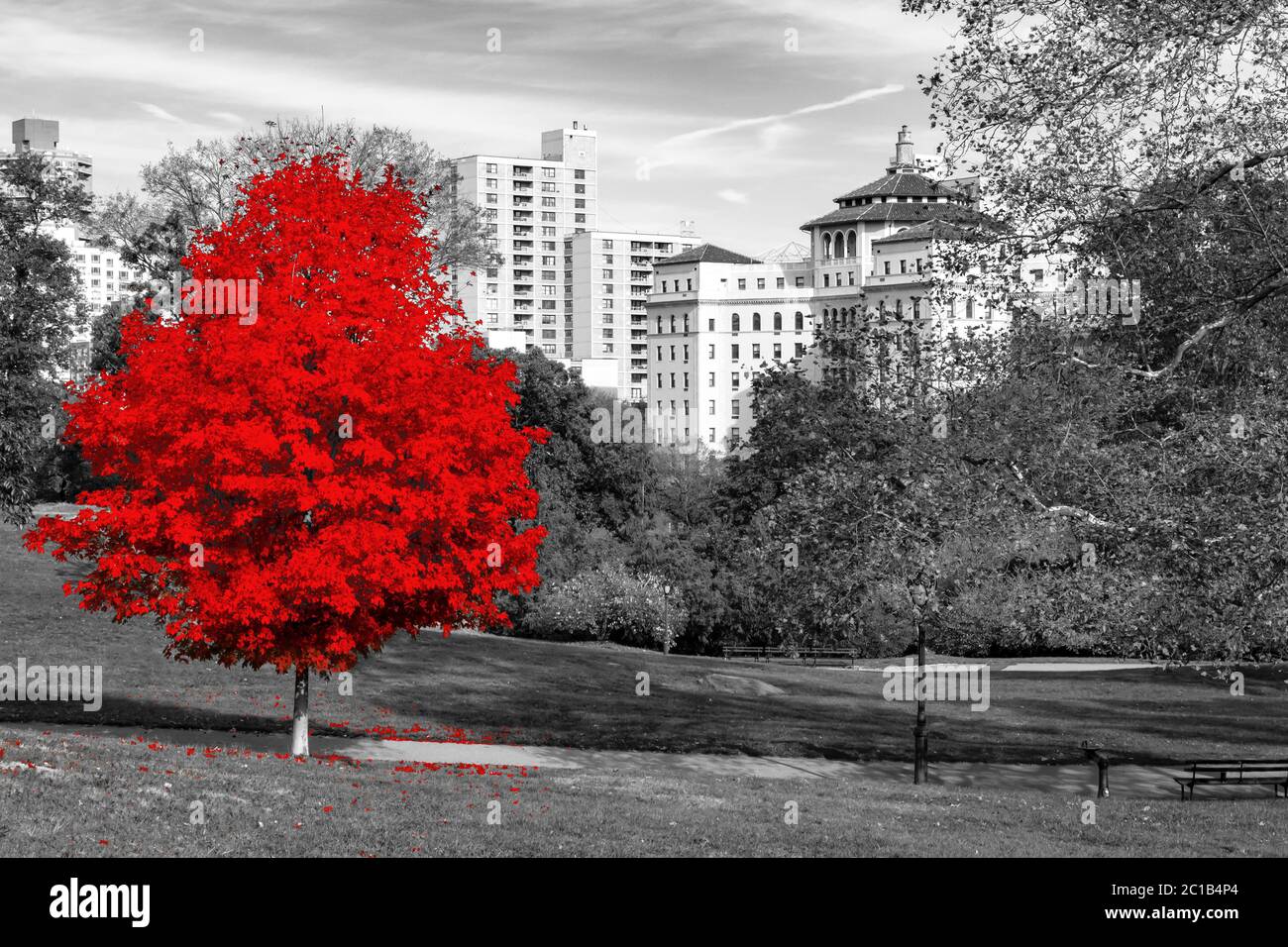 Big red tree in black and white landscape scene in Central Park, New ...