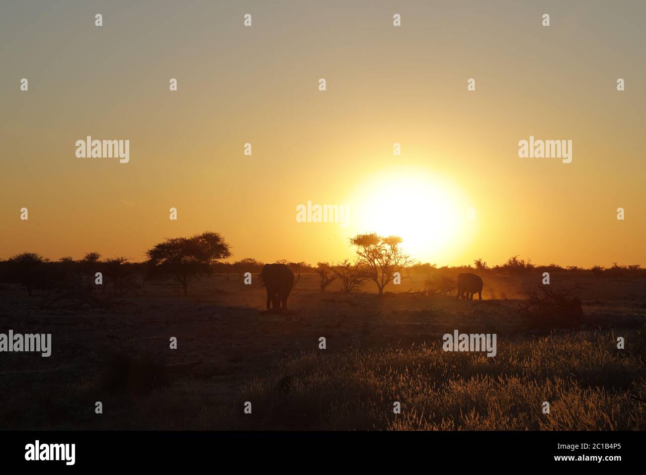 Dead animals drought hi-res stock photography and images - Alamy