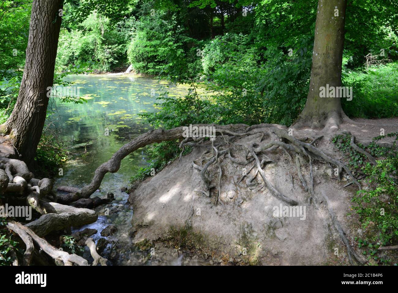 Tree roots at a pond in Surrey Stock Photo - Alamy