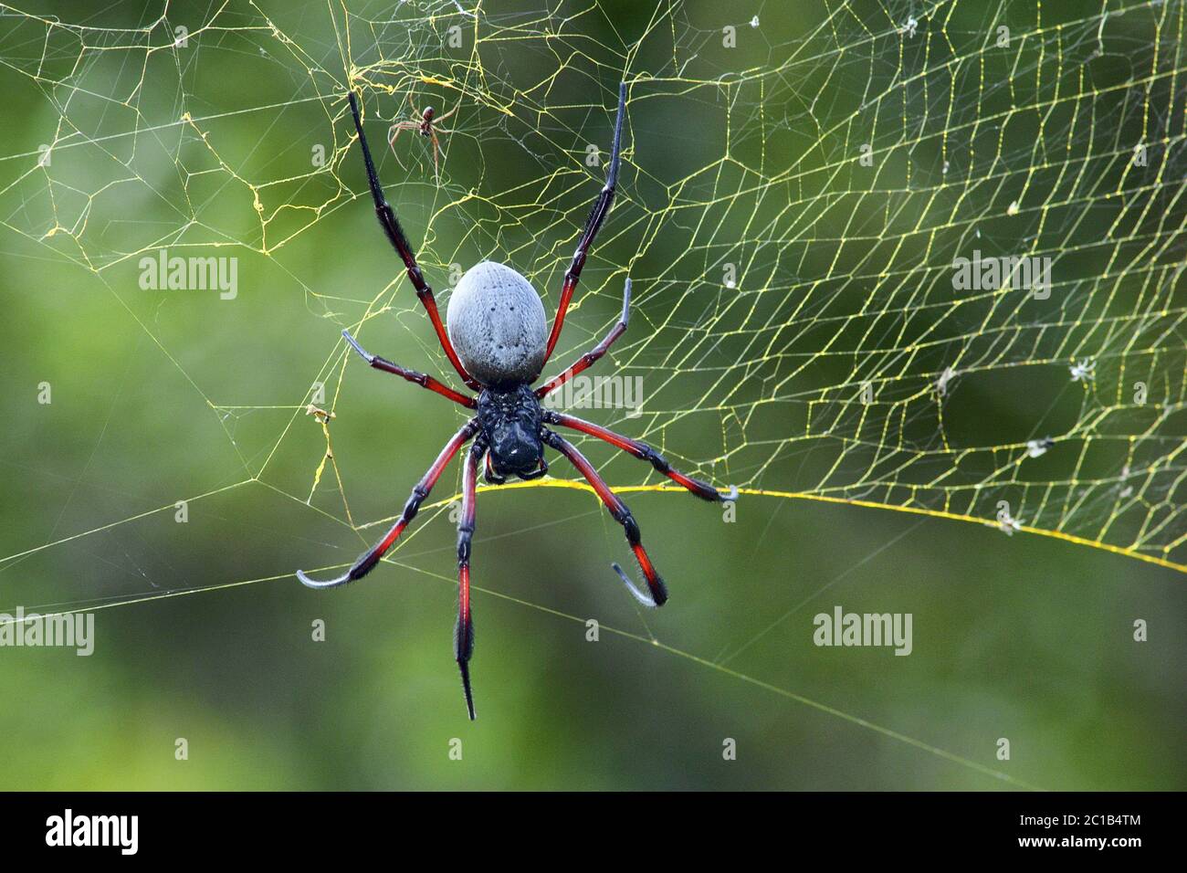 Red-legged golden orb-web spider - Nephila inaurata Stock Photo - Alamy
