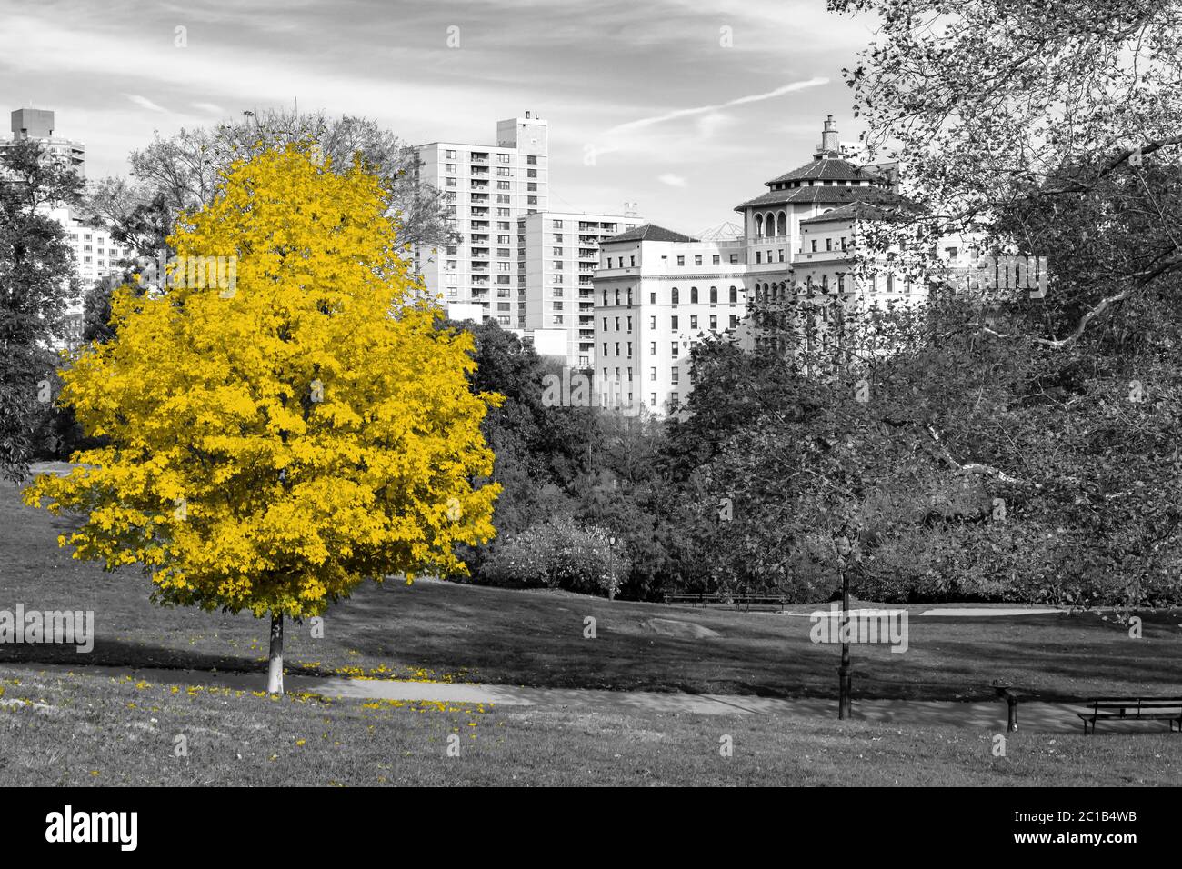 Big yellow tree in black and white landscape scene in Central Park, New ...