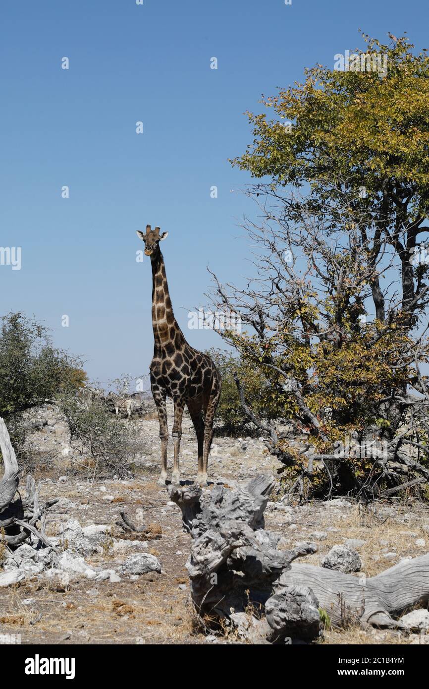 Dead animals drought hi-res stock photography and images - Alamy