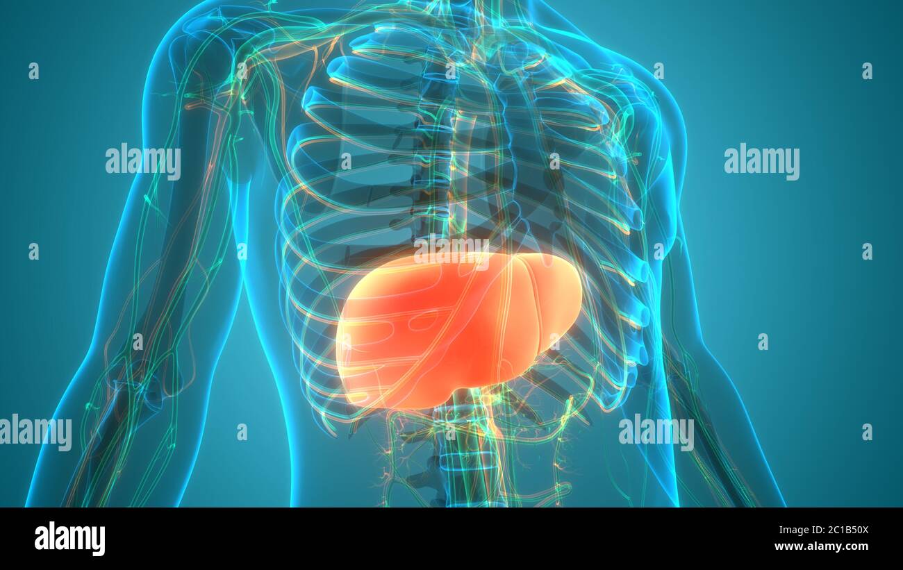 Human Internal Digestive Organ Liver Anatomy Stock Photo - Alamy