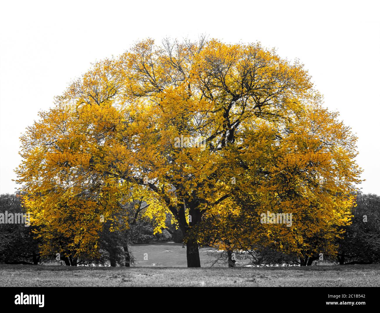 Big yellow tree in black and white landscape scene in Central Park, New ...