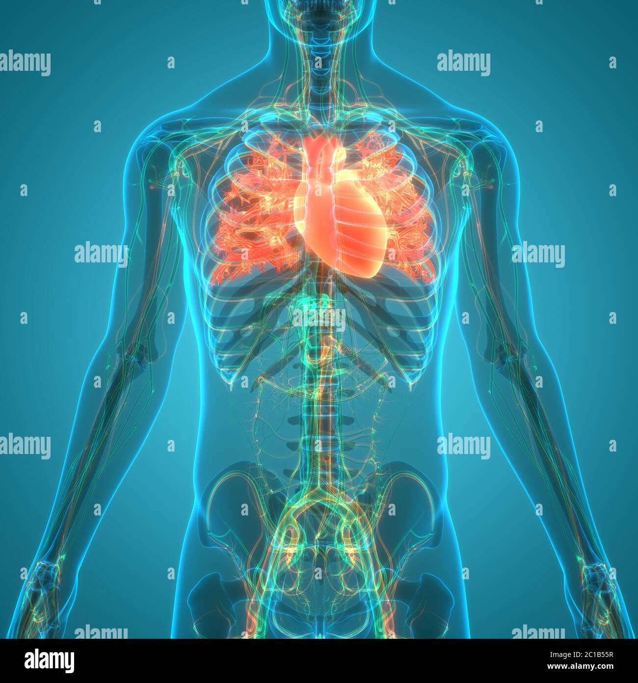 Human Circulatory System Heart Anatomy Stock Photo - Alamy