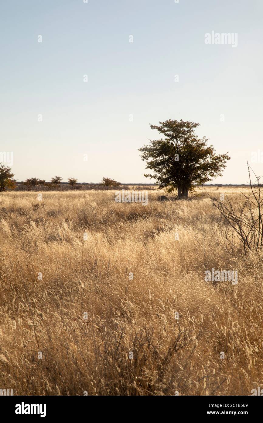Dry and empty landscape with a lonely tree in the distance, The dead ...