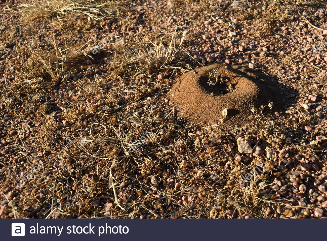 Ant Mound High Resolution Stock Photography and Images - Alamy