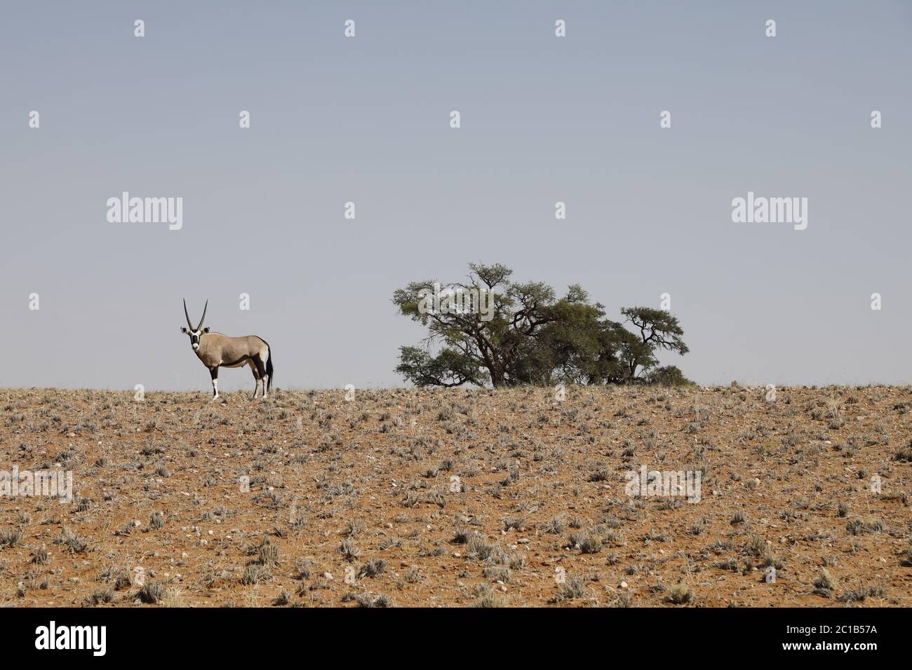 Dead animals drought hi-res stock photography and images - Alamy