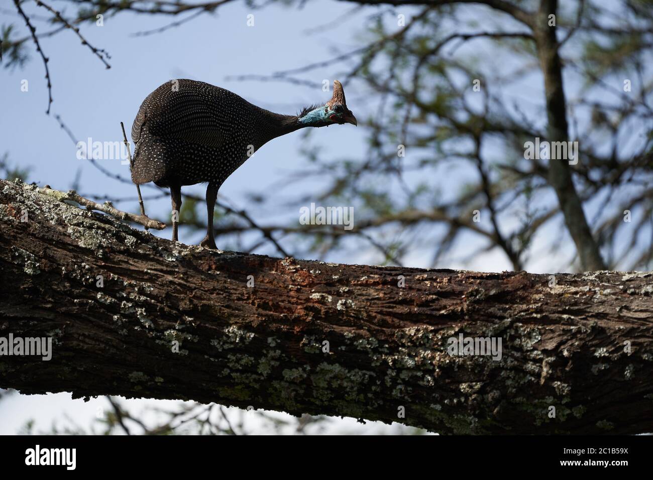 Helmeted guineafowl Couple Kenya Numida meleagris Numididae Numida ...