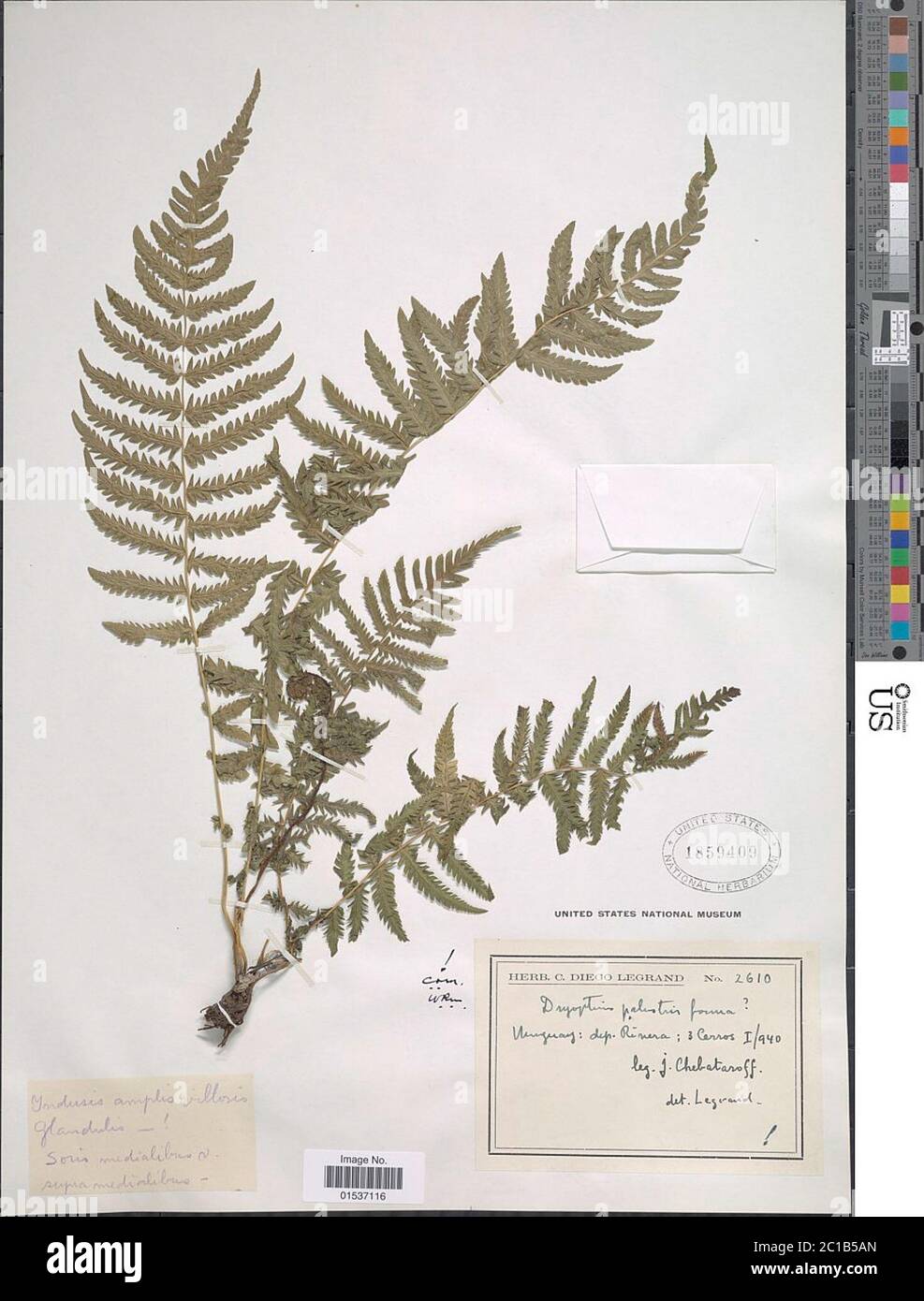 Thelypteris High Resolution Stock Photography and Images - Alamy