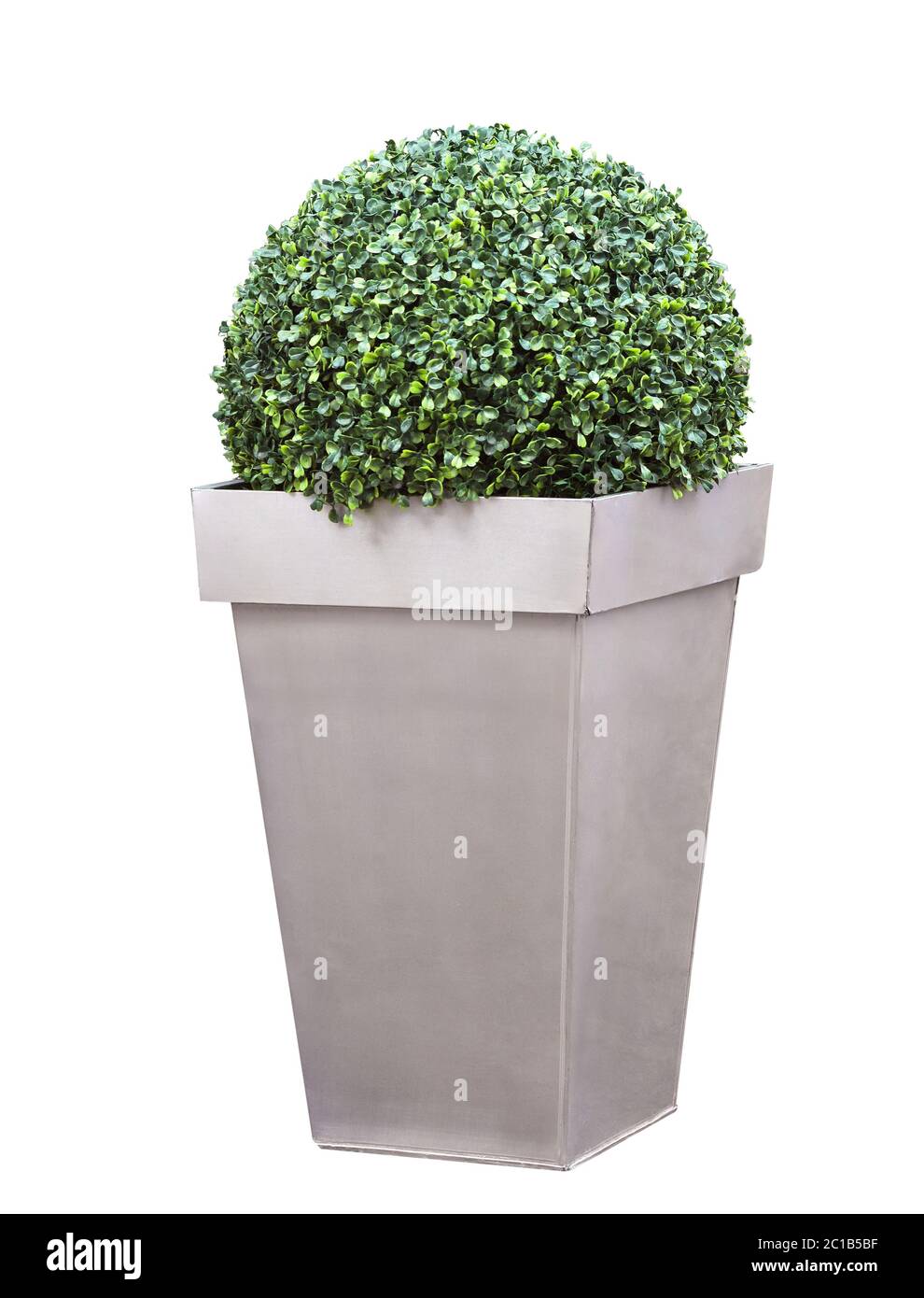 Decorative bush in a pot Stock Photo - Alamy