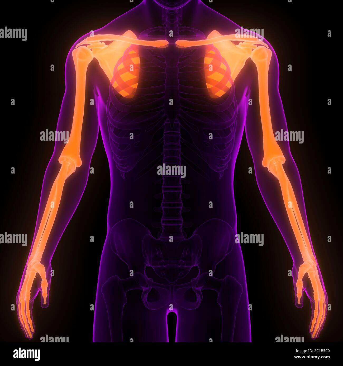 Human Skeleton System Upper Limbs Anatomy Stock Photo - Alamy