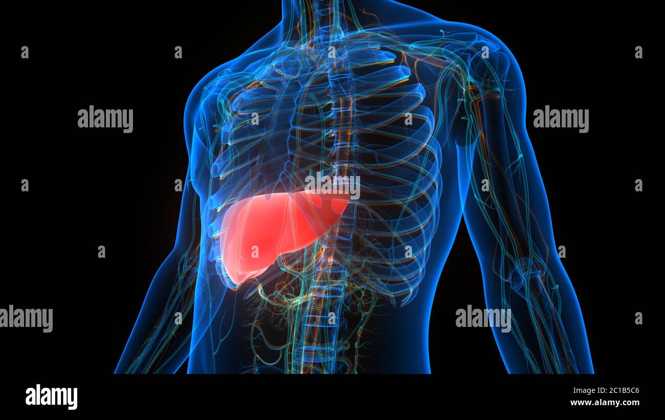 Human Internal Digestive Organ Liver Anatomy Stock Photo - Alamy