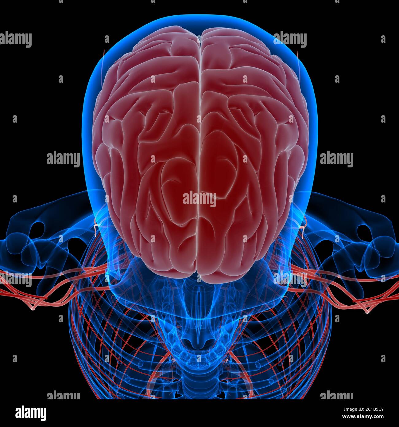 Central Organ of Human Nervous System Brain Anatomy Stock Photo - Alamy