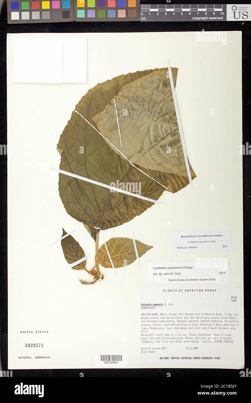 Samoensis hi-res stock photography and images - Alamy