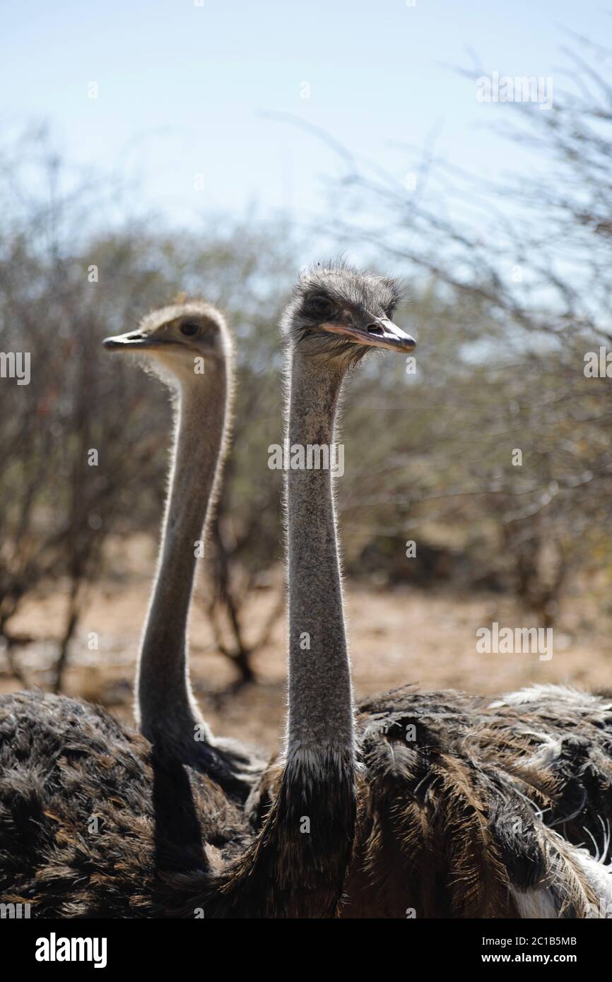 Dead animals drought hi-res stock photography and images - Alamy